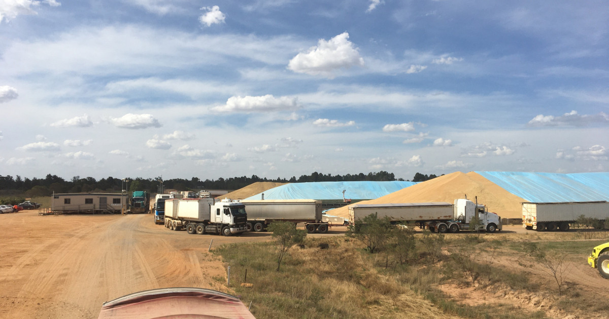 Grain harvest weed alert | The Gilgandra Weekly | Local News covering ...